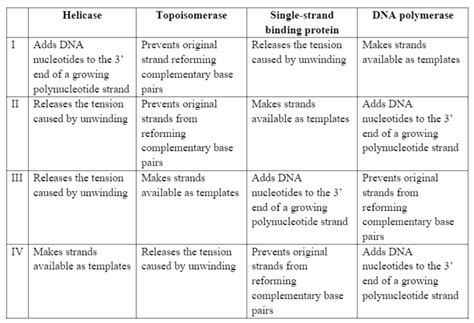 Enzymes Involved In Translation And Their Functions At Robert Printz Blog
