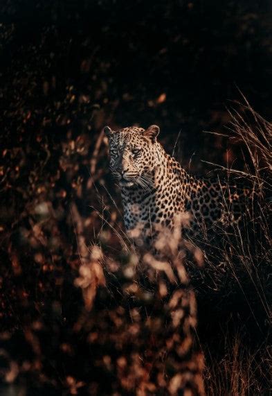 Lepard Print 50 Canvas And More