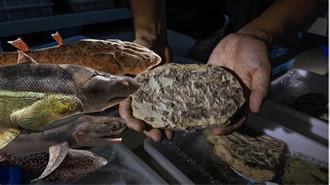 Theory Of Evolution Fish