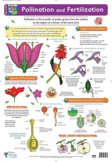 Related Image Plant Science Teaching Biology Biology Lessons