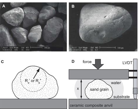 A Sem Micrograph Of The Starting Material Used In The Experiments
