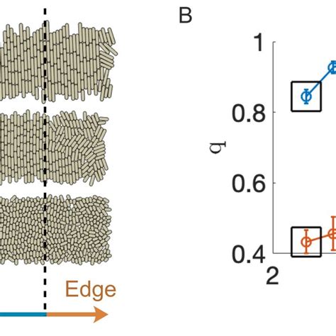 Average Cell Length Affects Nematic Ordering In Open Walled Download Scientific Diagram