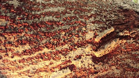 吠 树 图案 Pixabay上的免费照片 Pixabay