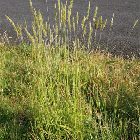 Sweetgrass Natural Edge