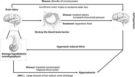 Frontiers Diagnosis And Treatment Of Brain Injury Complicated By