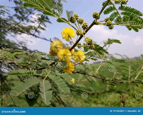 Sweet Acacia Tree In The India Vachellia Farnesiana Plant Flowers