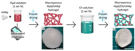 Polysaccharides Free Full Text Macroporous Hyaluronic Acid Chitosan Polyelectrolyte Complex