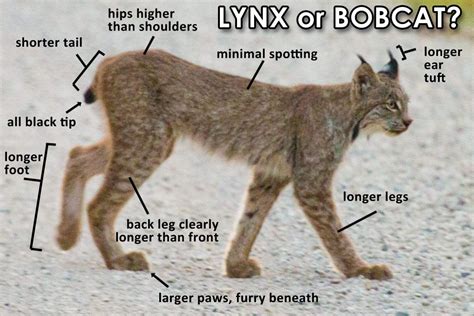 How Big Are Lynx Cats At Isaac Stiltner Blog