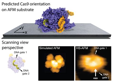 Researchers Predict Protein Placement On Afm Substrates Mirage News