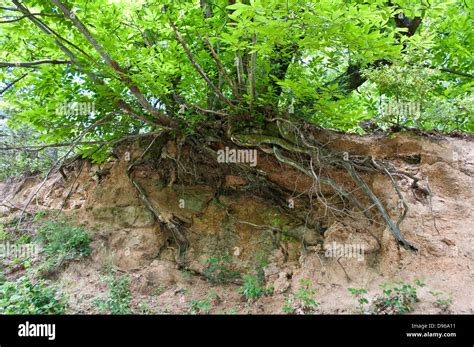 Soil Erosion Hi Res Stock Photography And Images Alamy