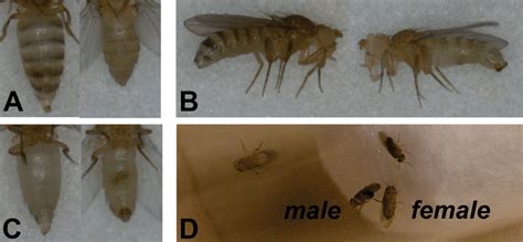 Sex Identification In D Melanogaster A Dorsal B Lateral And C Download Scientific