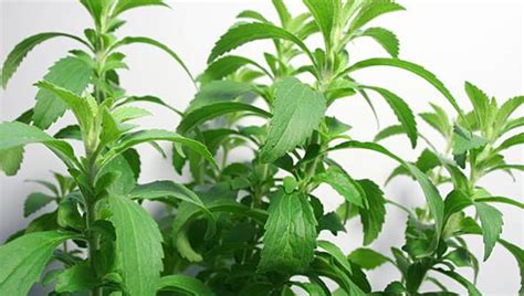 甜叶菊提取物——甜菊糖苷 新闻动态 湖南德诺健康产业集团有限公司