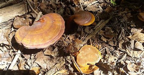 Ganoderma Sp Marlton Nj Album On Imgur
