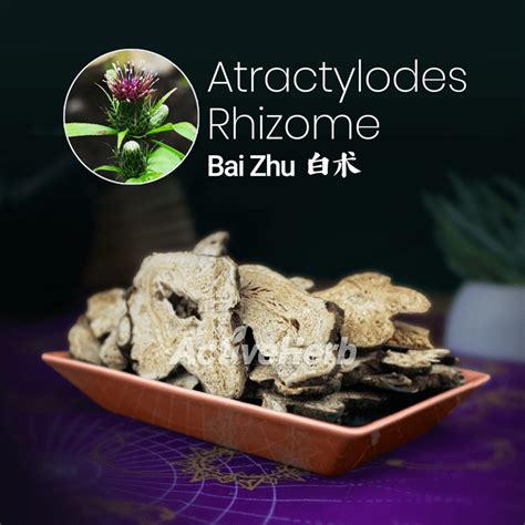 Bai Zhu Atractylodes Rhizome Rhizoma Atractylodis Macrocephalae 白术 Bulk Chinese Herb