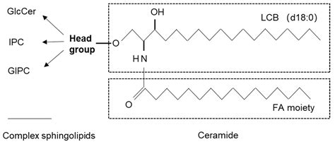 Sphingolipids At Plasmodesmata Structural Components And Functional