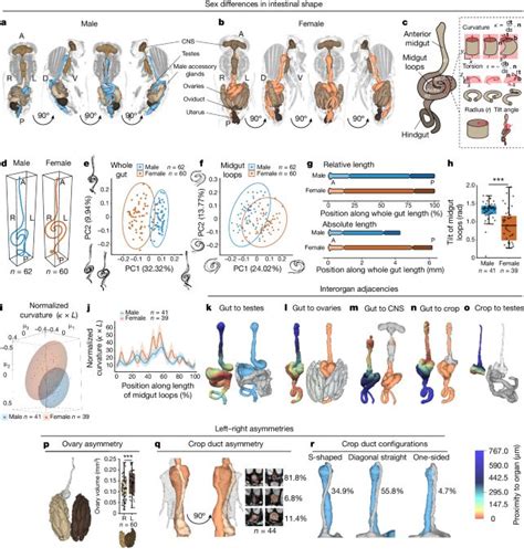 Diamond Exponential Cut Solutions On Linkedin The Sex Of Organ Geometry Nature