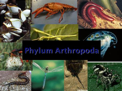 3 Princess Phylum Arthropoda