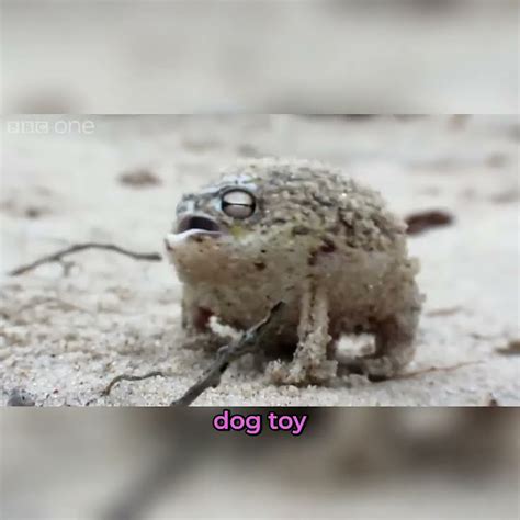 Meet The Desert Rain Frog A Squeaky Viral Sensation Youtube