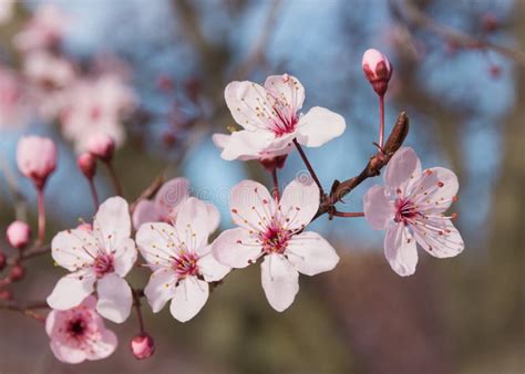 Japanese Plum Flowers Stock Image Image Of Season Prunus 38580605