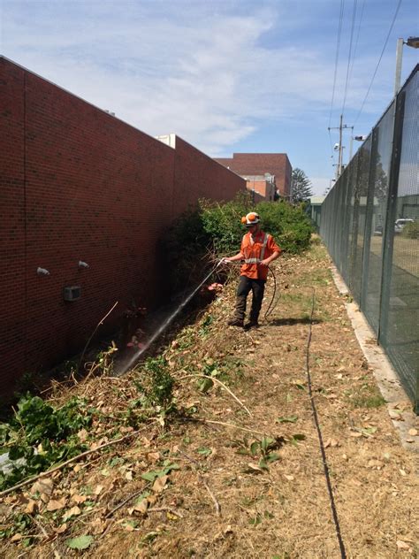 Tree Pruning For Gosford Power Lines T G Tree Services
