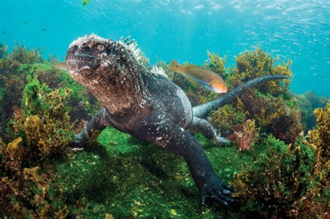 Domain Of The Sea Lizard Arts Oceans