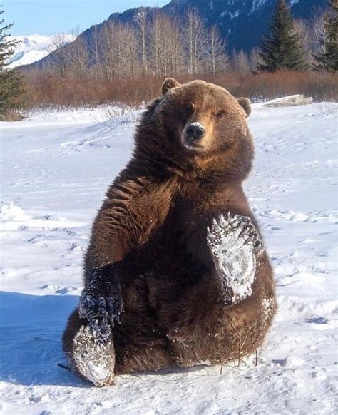 Un Bear Ably Silly And Ridiculous Bear Memes 26 Memes Artofit