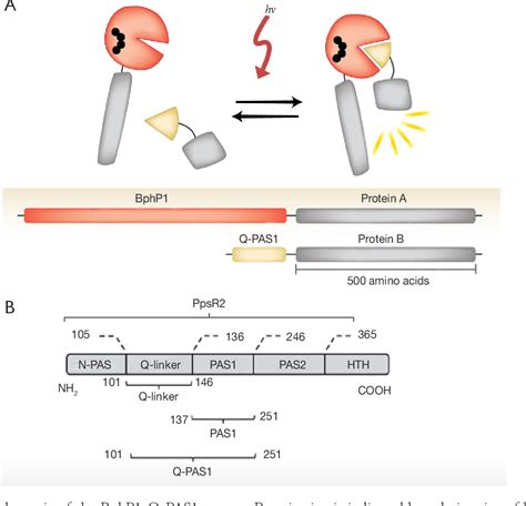 Figure 1 From Optogenetic Tools For Cell Biological Applications Semantic Scholar