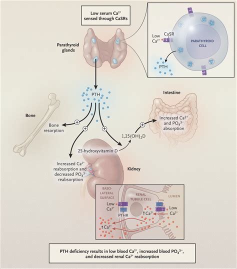 Pseudohypoparathyroidism Pathophysiology