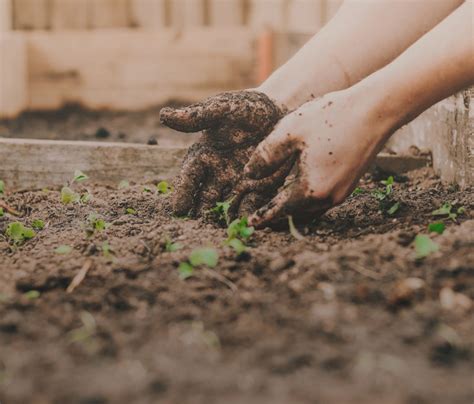 Comment Passer Commande Solunat