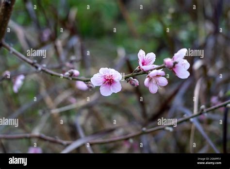 Closeup Of Cherry Blossoms On A Tree Branch Stock Photo Alamy