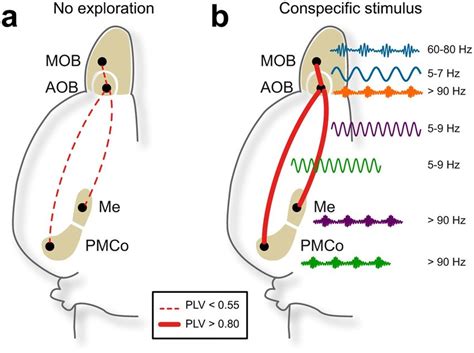 Long Range Interactions In The Olfactory Network A Default Network
