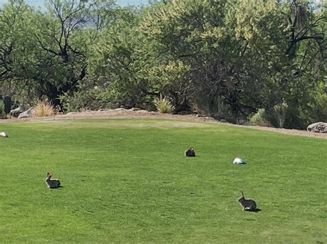 Julie Morrison Writer