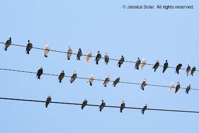 Instantes Melodía Pájaros En El Alambre