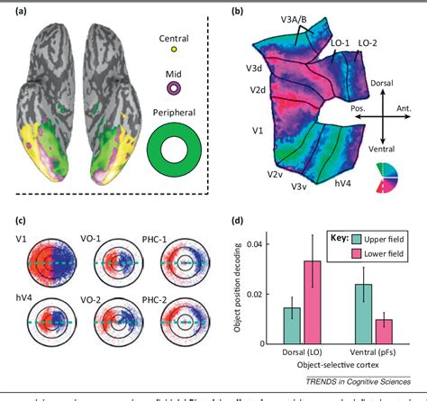 Figure 1 From The Ventral Visual Pathway An Expanded Neural Framework For The Processing Of