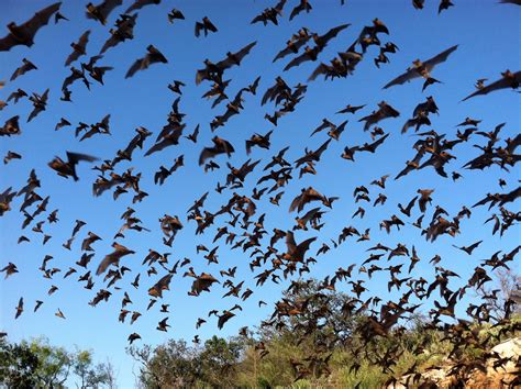 13 Awesome Facts About Bats U S Department Of The Interior