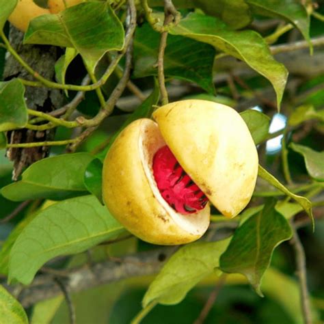 Мускатное дерево (Фото галерея) - treepics.ru