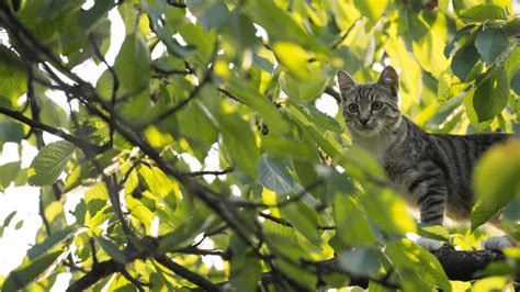 Datos Curiosos De Los Gatos Blog Felinus