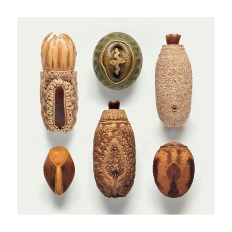 Phasmid Eggs Levon Biss Insect Eggs Stick Bug Insects