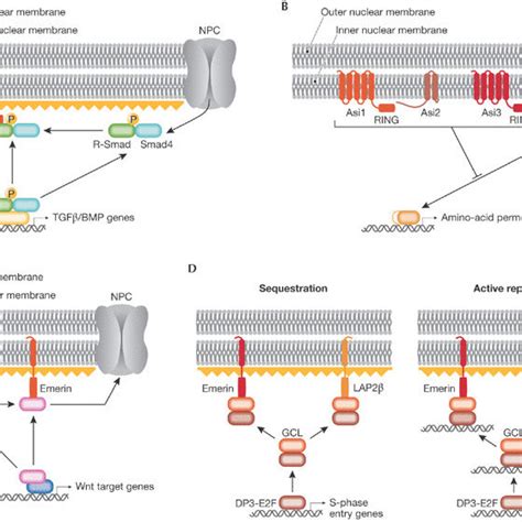 Proposed Parallel Functions Of The Nuclear Envelope In Regulating Gene