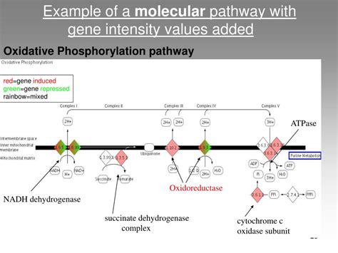 Ppt Microarray Experiment Design And Data Interpretation Powerpoint Presentation Id947188