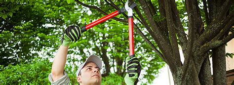 Proper Pruning Of Small Trees And Shrubs Dreamworks