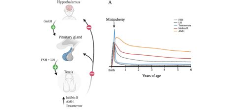 The Hypothalamic Pituitary Gonadal Axis Schematic Presentation Of The Download Scientific