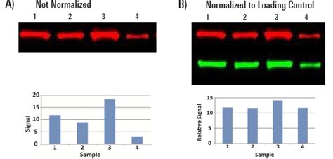 Western Blot Normalization Challenges And Considerations For Quantitative Analysis Biocompare
