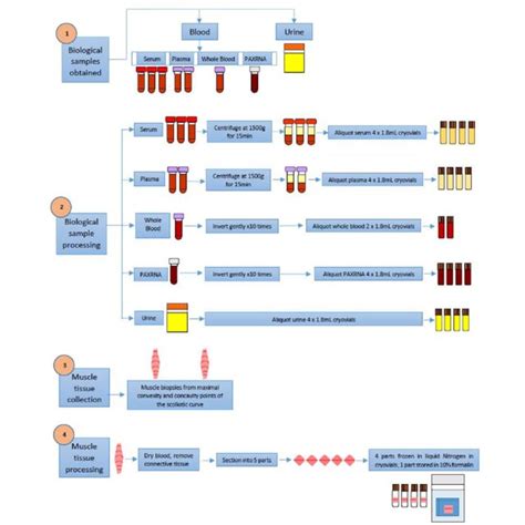 Biological Sample Processing Flow Chart Download Scientific Diagram