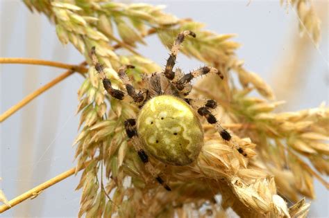 Araneus Quadratus Four Spot Orb Weaver