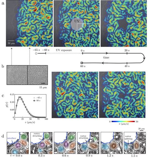 Creation And Dissolution Of An Active Passive Interphase Boundary In A
