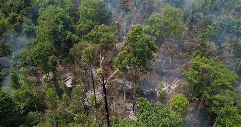 សហគមន៍ រក ឃើញ បទល្មើស កាប់ ឈើ ខុស ច្បាប់ ២៥០ ករណី ក្នុង តំបន់ ដែន ជម្រក សត្វព្រៃ ព្រះរការ The