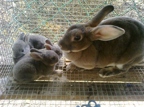 Arnab Pedaging Dan Hiasan Castor Mini Rex