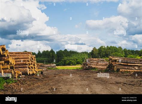 Wooden Logs In The Forest Chopped Tree Logs Stack Nature Landscape