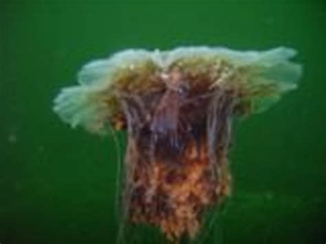 Northwest Scuba Ltd Edmonton Padi Dive Center